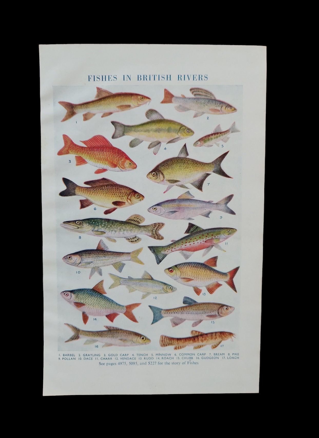 Vintage 1950s Fishes in British Rivers and Lakes Lithograph Book Print ...