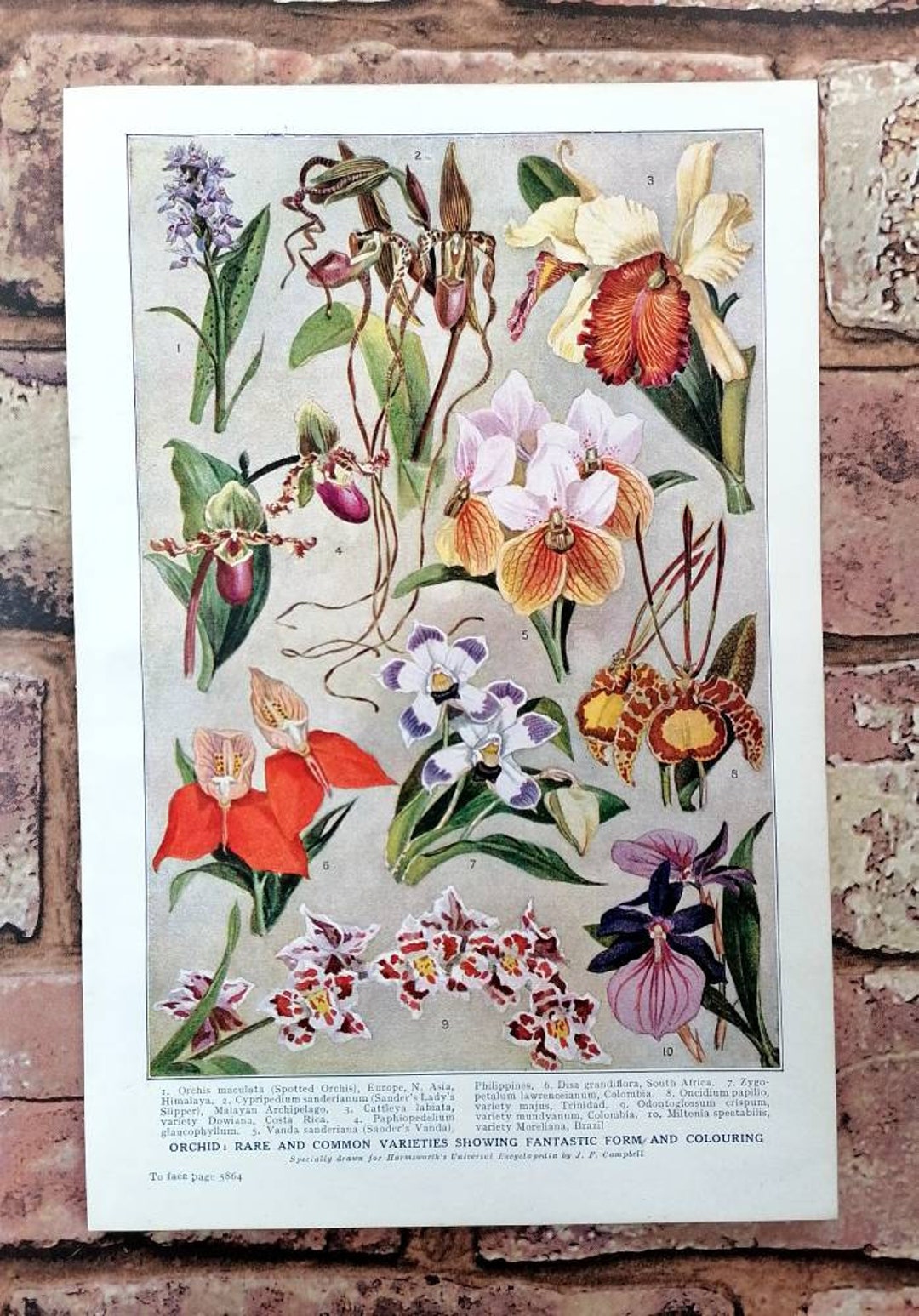 Antique Rare and Common Orchids 1920s Book Print Lithograph - Etsy