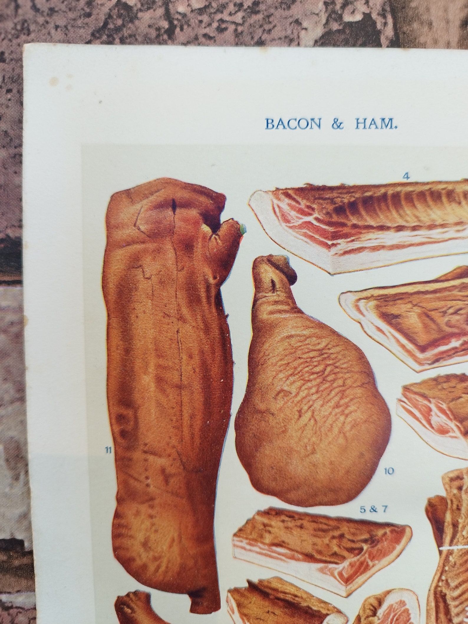 Antique Cuts of Meat Book Page Lithograph C1913 , Butcher's Cooks Meats ...