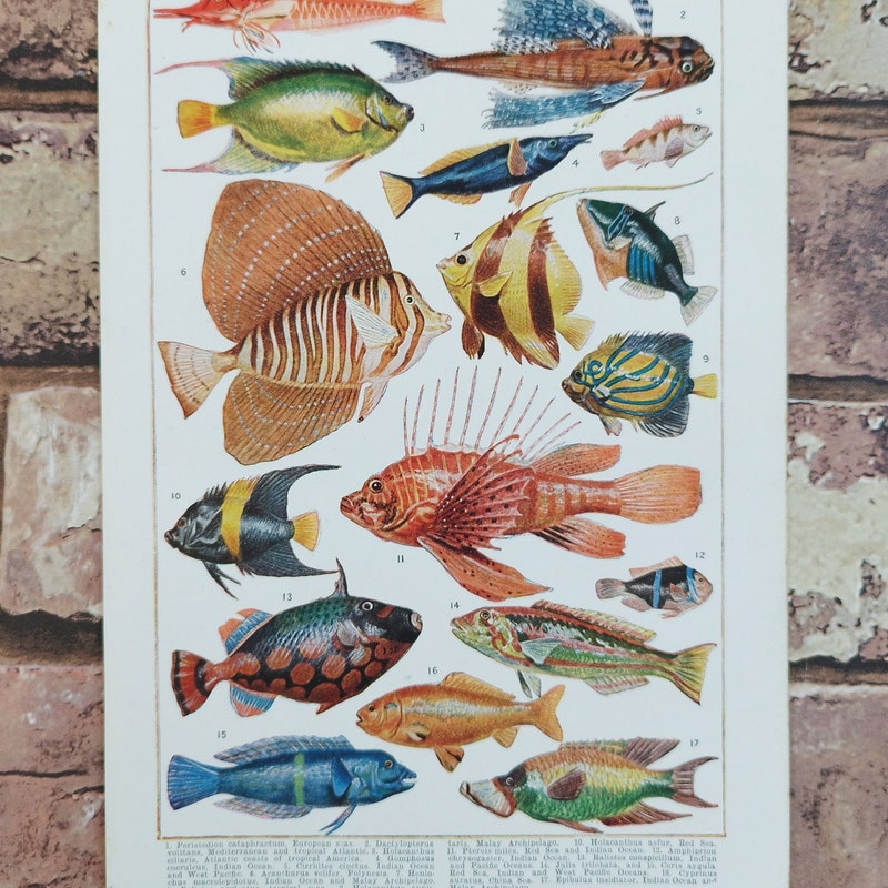 Types of Ocean Fish - Etsy UK