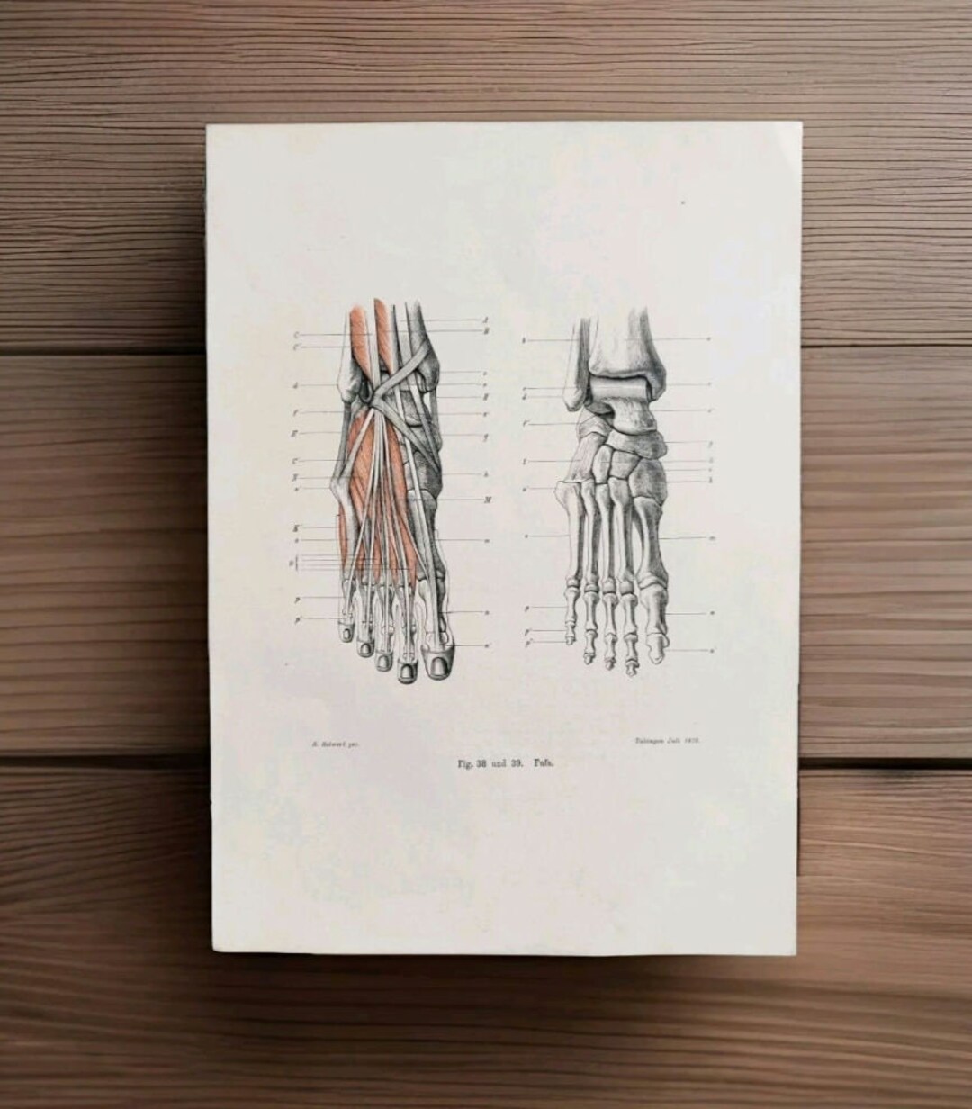 Original Antique 1899 German Anatomy Human Feet Bones Toes Book Print ...