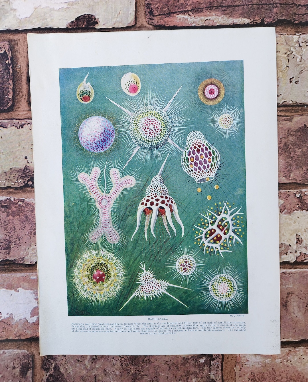 Antique 1920s Radiolaria Book Print Lithograph Radiolarians Marine ...