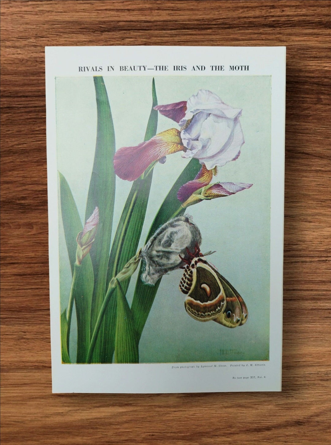 Original Vintage 1950s Moth on an Pink Iris Flower Botanical Book Page ...