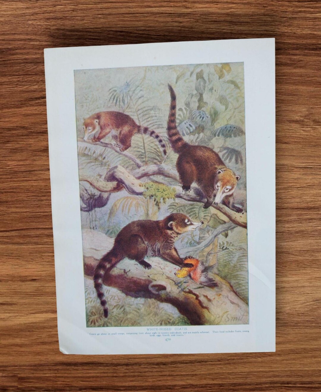 Antique 1910 White Nosed Coatis Book Print Illustration Lithograph ...
