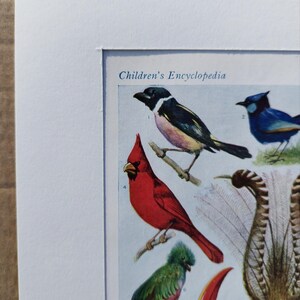 Vintage 1950s Beautiful Tropical Bird Book Print Picture in A4 Ivory ...