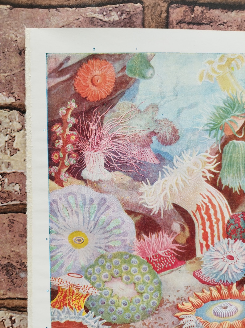 Genuine Antique 1920s Sea Anemone Book Print Picture Wall Art , Coral ...