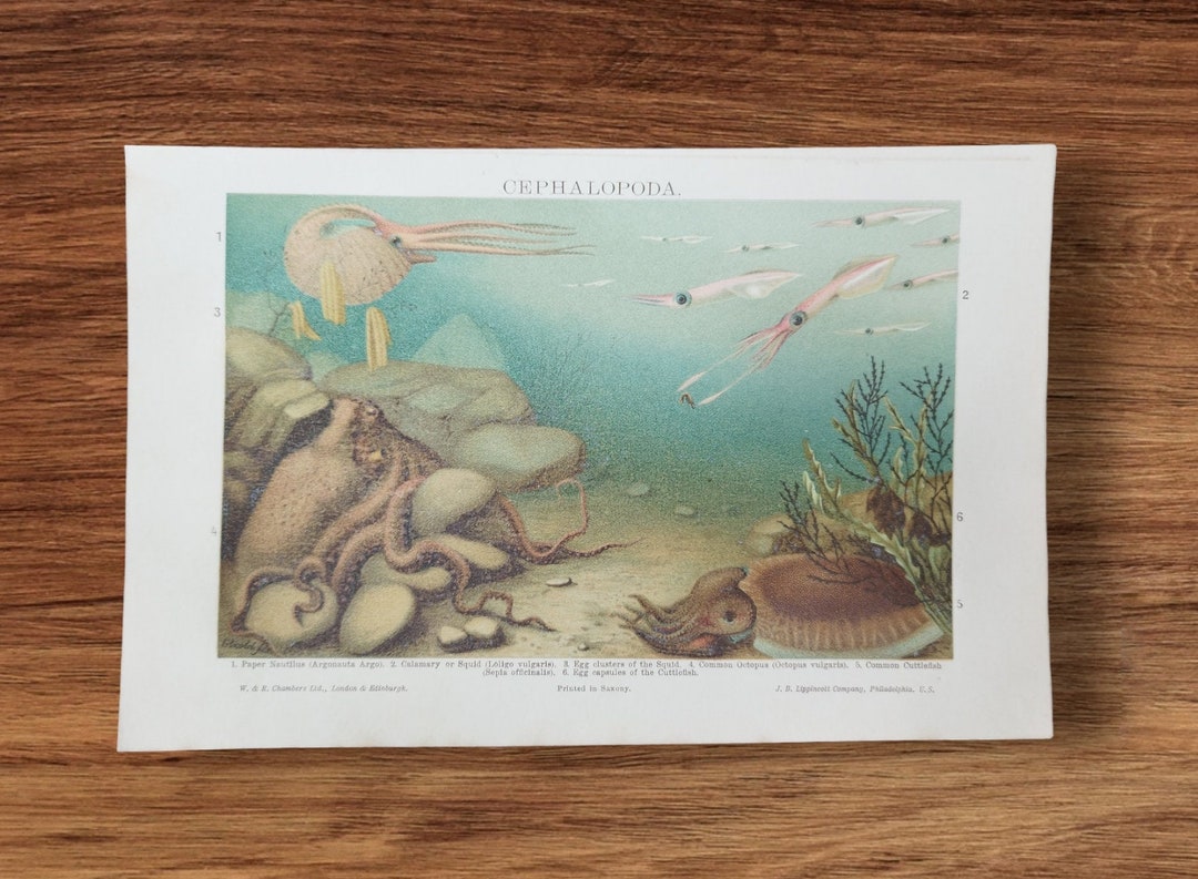 Original Antique 1904 Cephalopods Book Print Picture Lithograph ...
