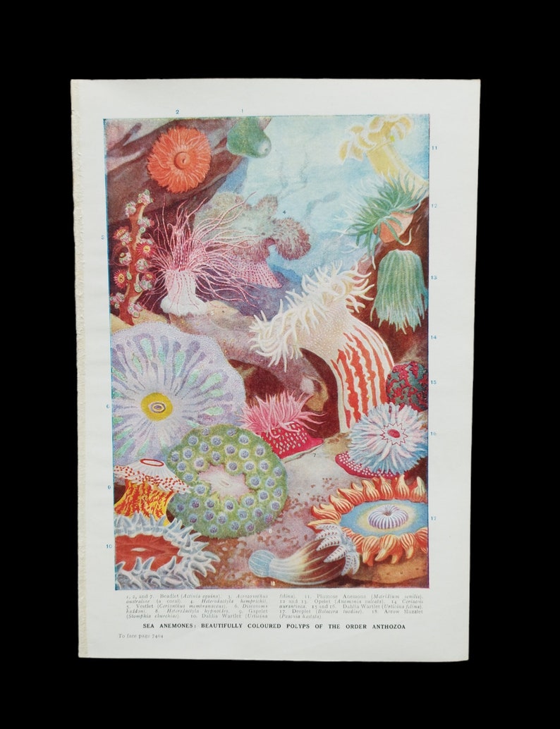 Genuine Antique 1920s Sea Anemone Book Print Picture Wall Art , Coral ...