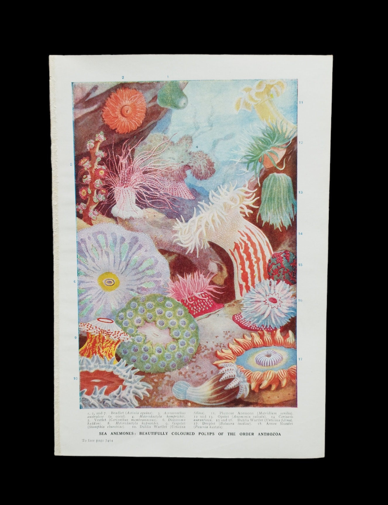 Genuine Antique 1920s Sea Anemone Book Print Picture Wall Art , Coral ...