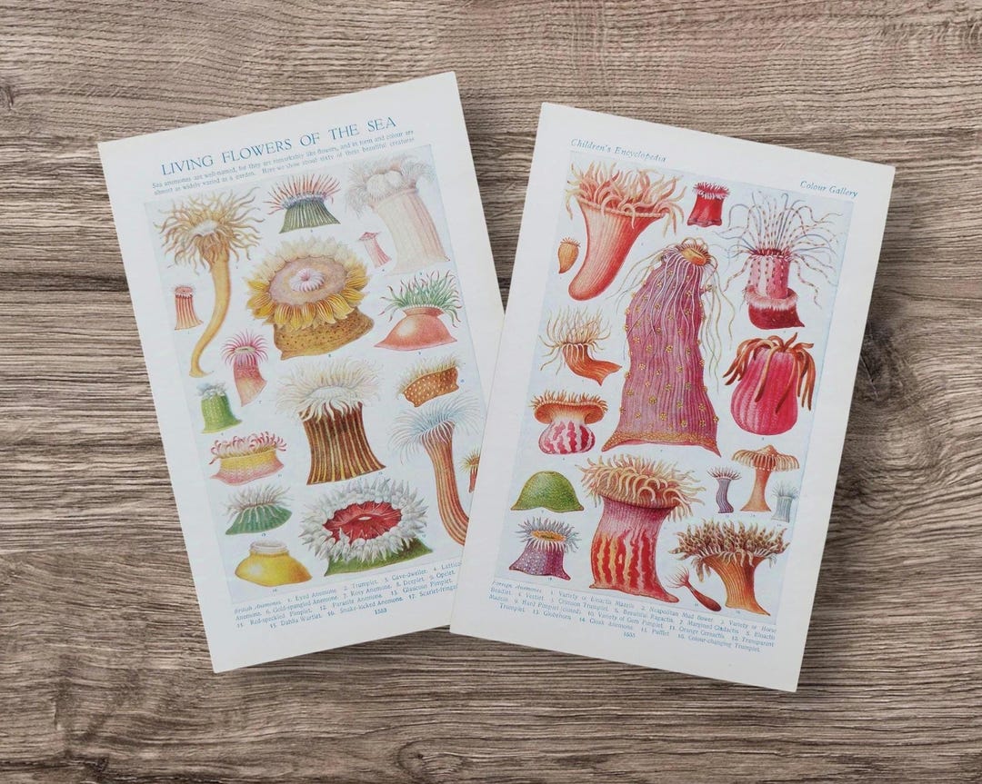 Original Vintage 1950s Sea Anemones Book Prints , Sea Anemone Picture X ...