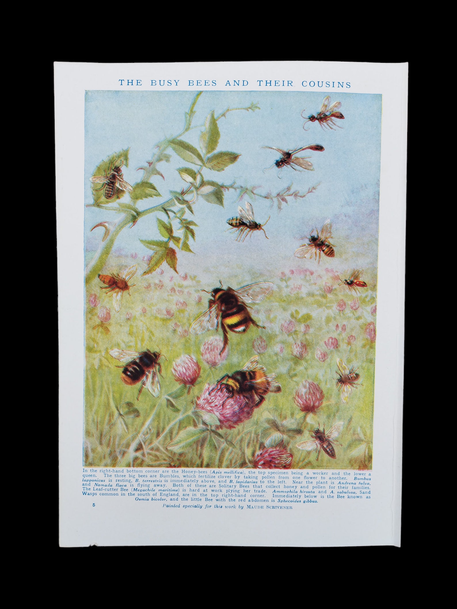 Original Vintage Maude Scrivener 1950s Book Plate Illustration , the ...