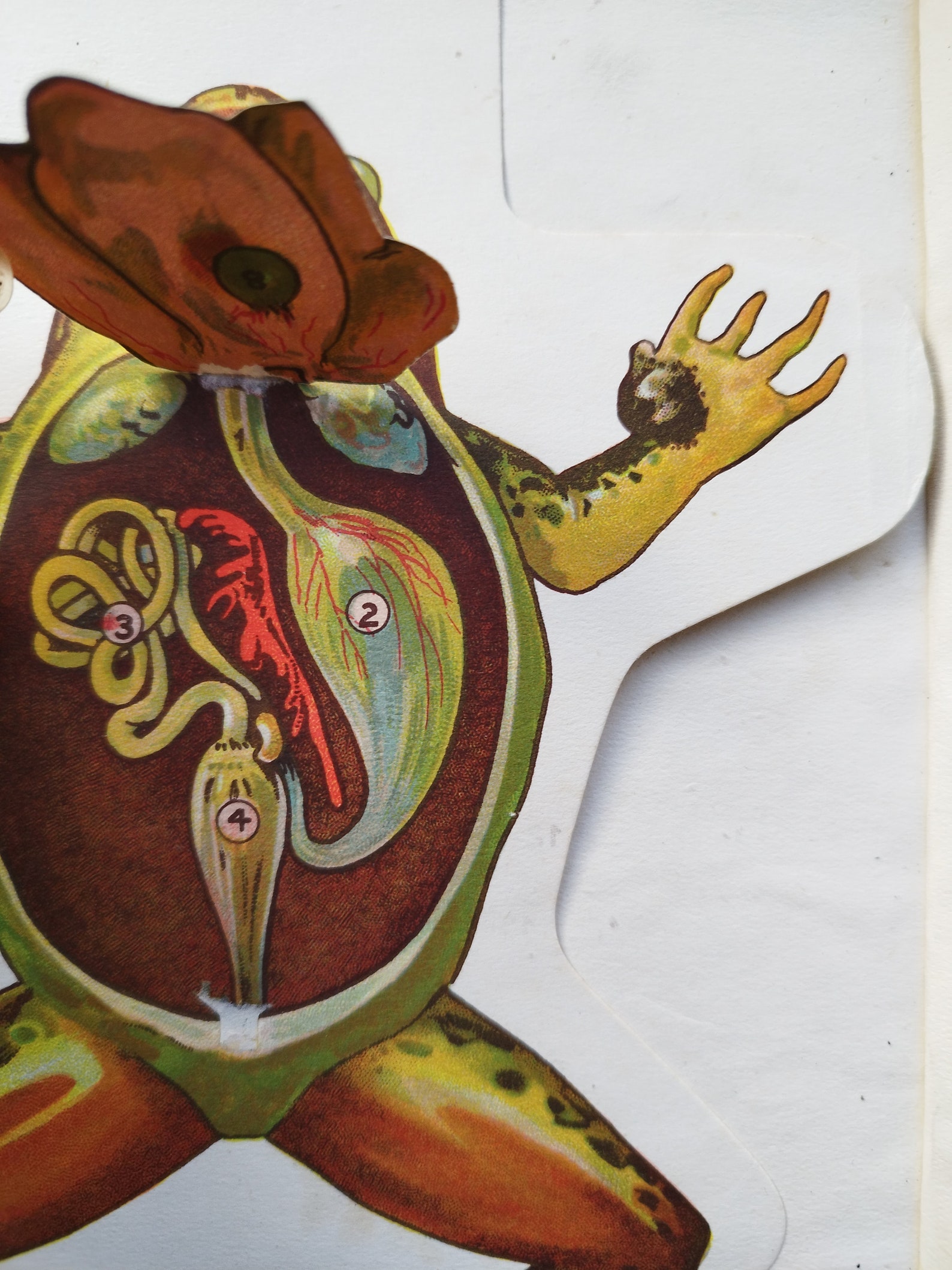 Genuine Vintage 1930s Old School Frog Dissection Sections Bookplate ...