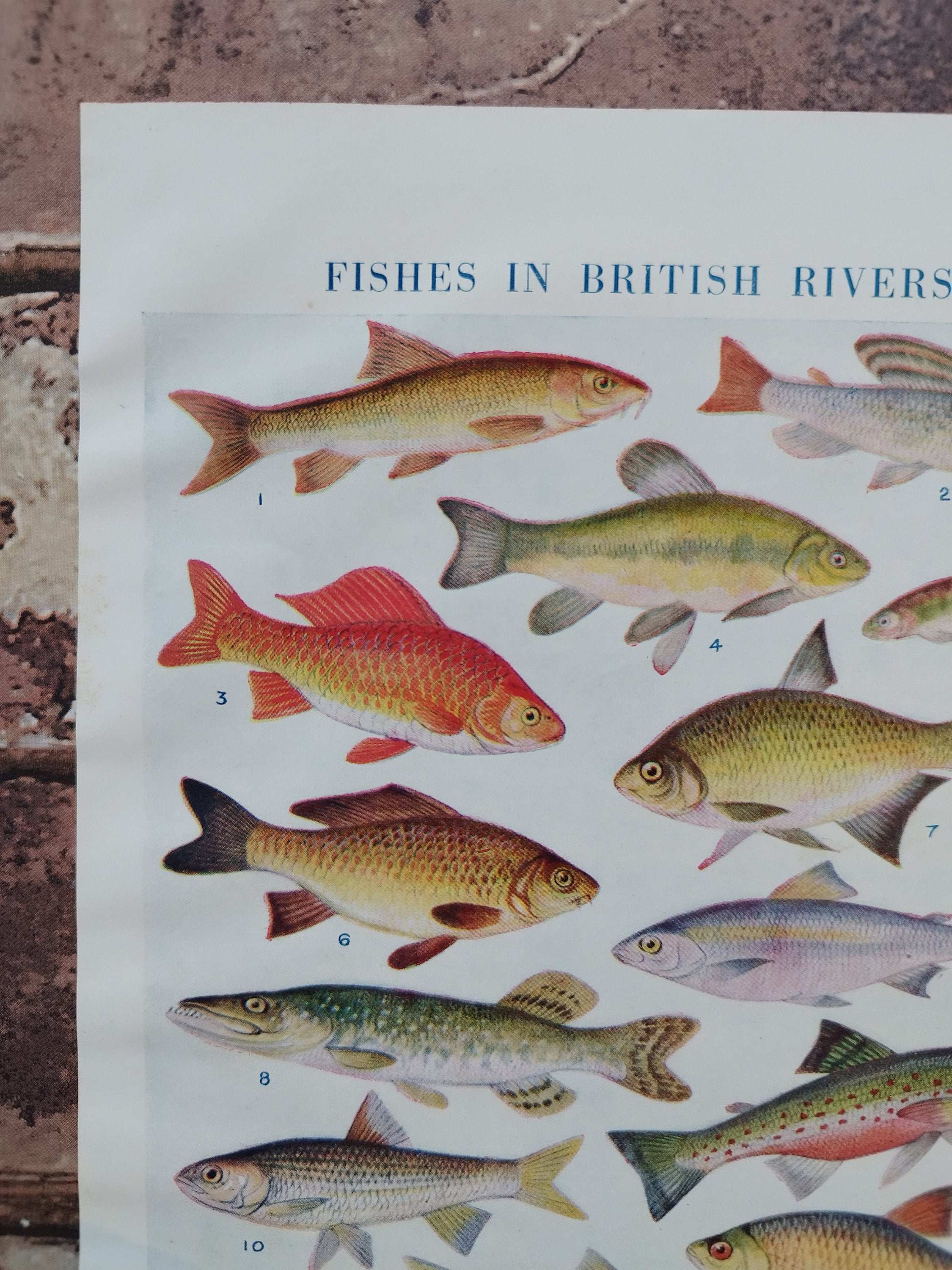 Vintage 1950s Fishes in British Rivers and Lakes Lithograph Book Print ...