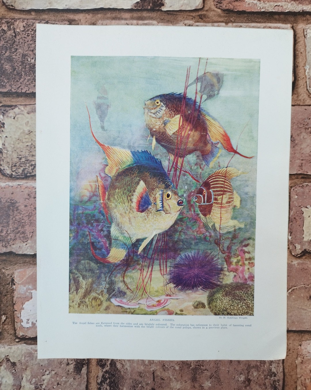 Antique 1920s Coral Reef Angelfish Book Print Lithograph Tropical ...