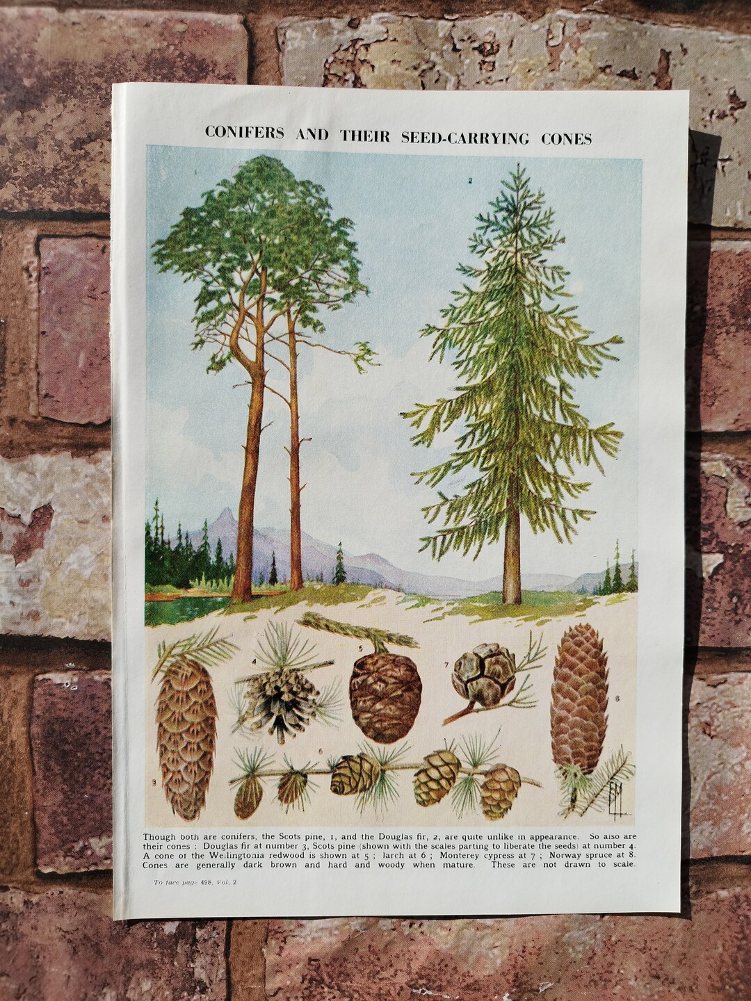 Genuine Vintage 1950s Conifers and Their Seed Carrying Cones Book Print ...
