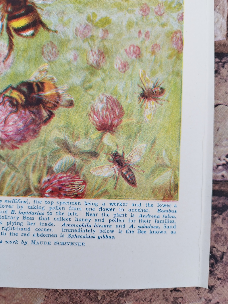 Original Vintage Maude Scrivener 1950s Book Plate Illustration , the ...