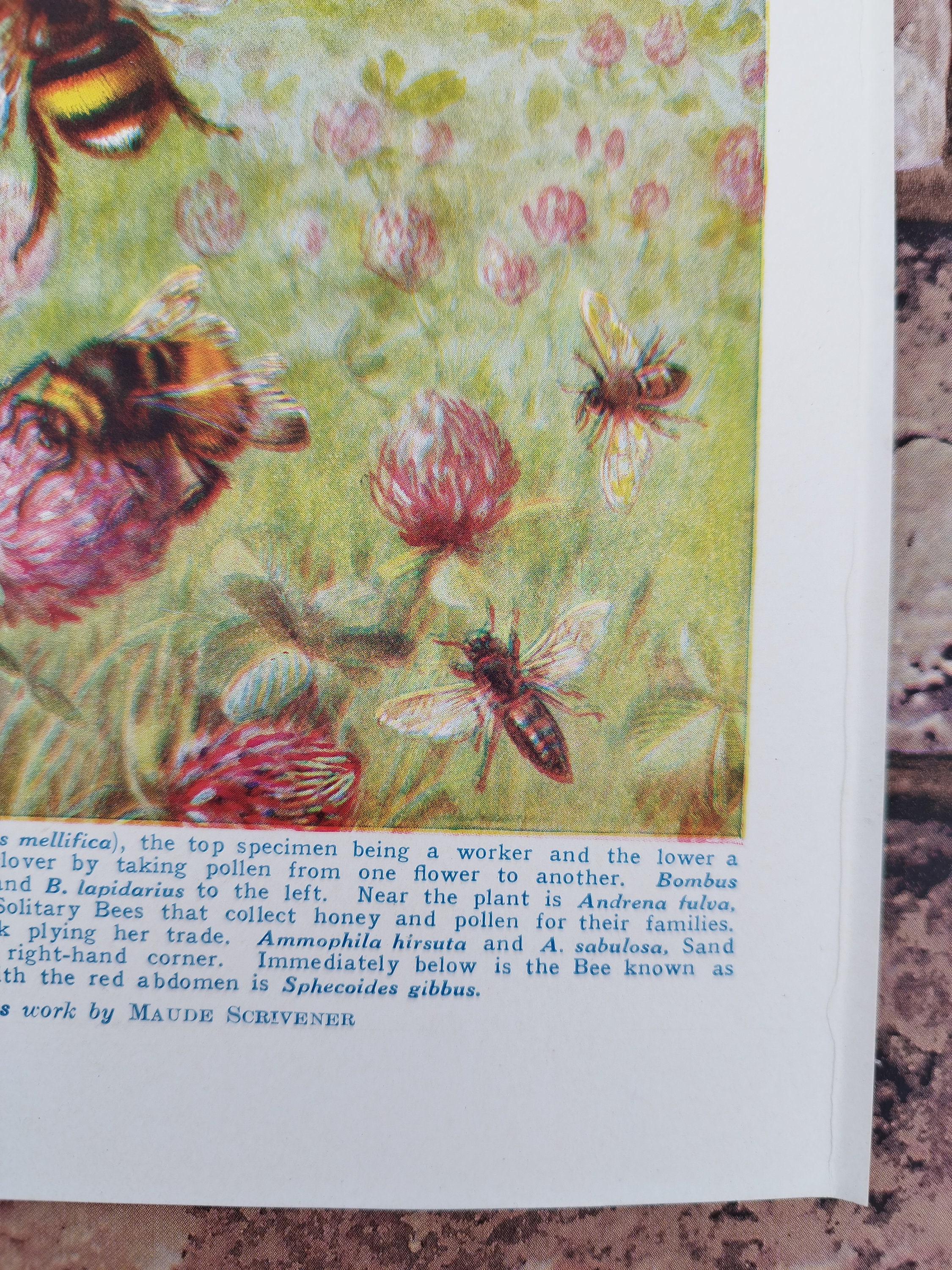 Original Vintage Maude Scrivener 1950s Book Plate Illustration , the ...