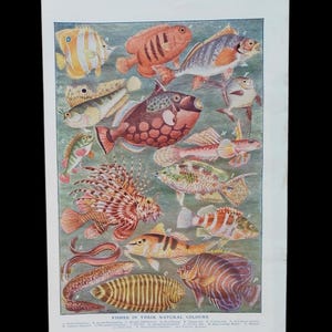 Antique Tropical Fish Lithograph Print , 1906 Beautiful Sea World ...