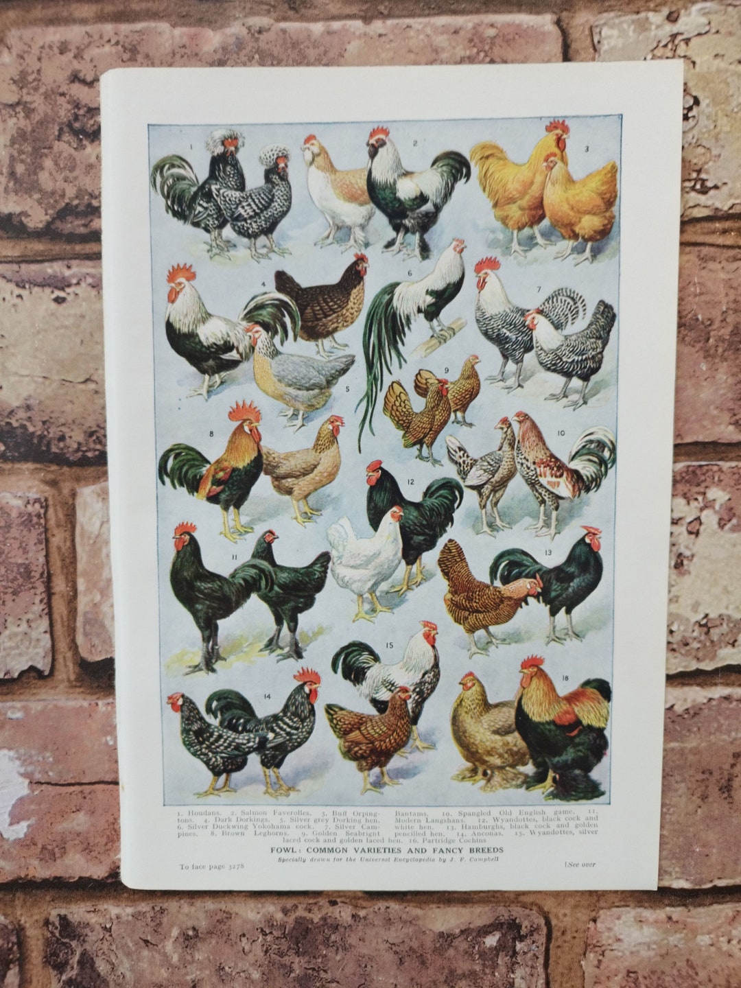Genuine Antique 1920s Fowl Common Varieties and Fancy Breeds of Poultry ...