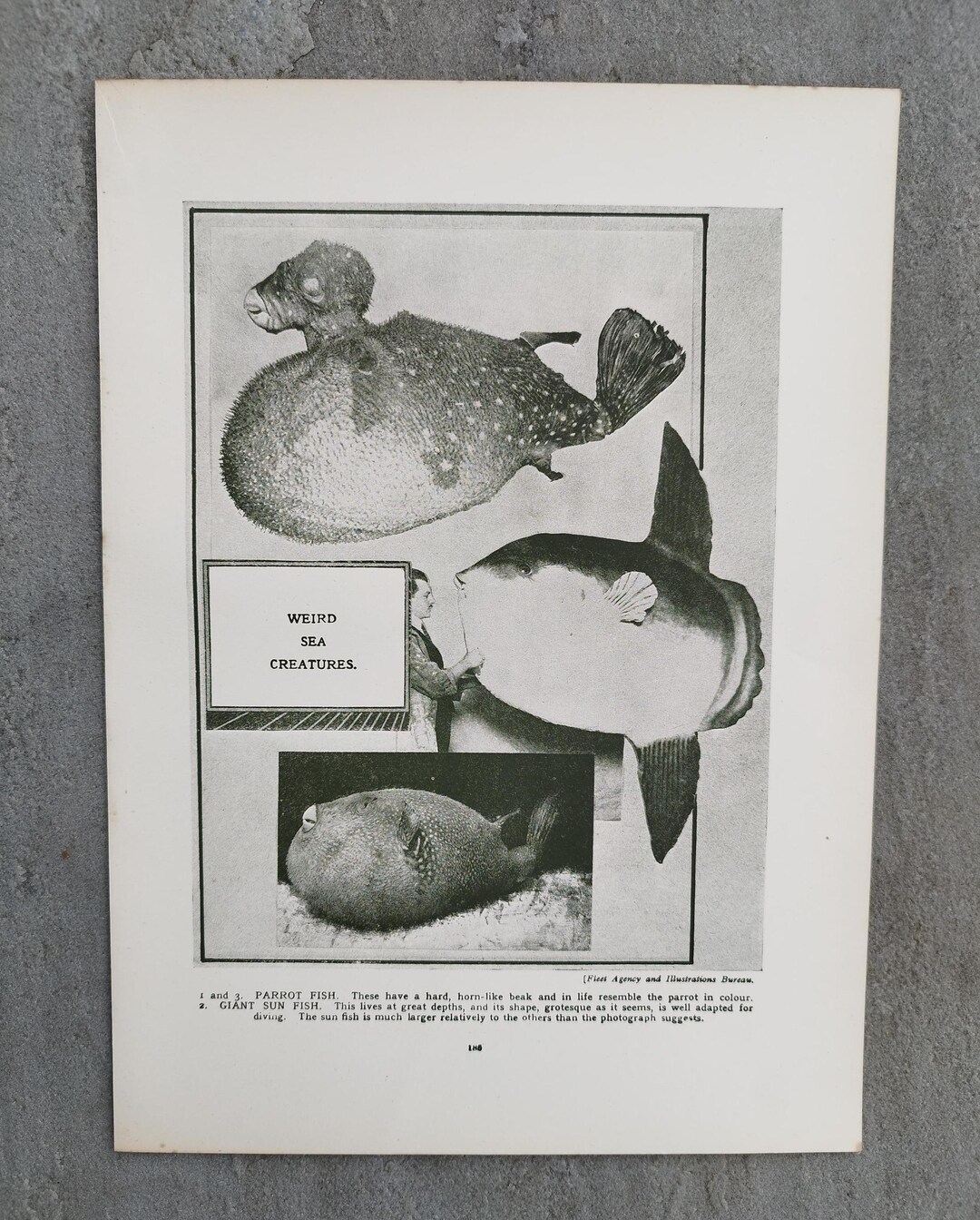 Original Vintage 1930s Weird Sea Creatures Book Print Picture ...