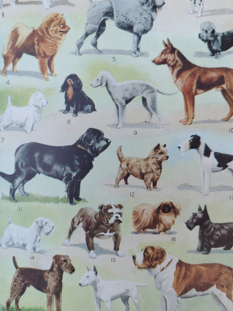 Original Vintage 1950s Pet Dogs Book Print Picture , Farm Field Dog ...