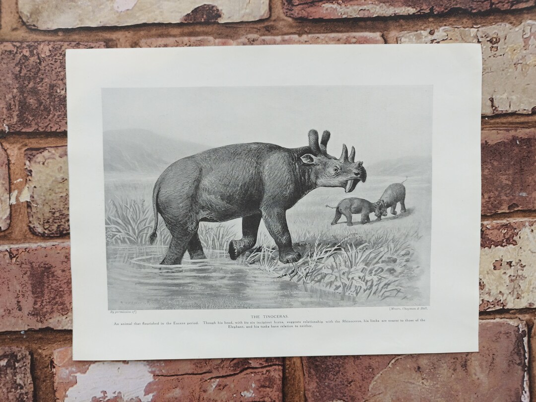 The Tinoceras Uintatherium Extinct Mammal Book Print Lithograph Picture ...