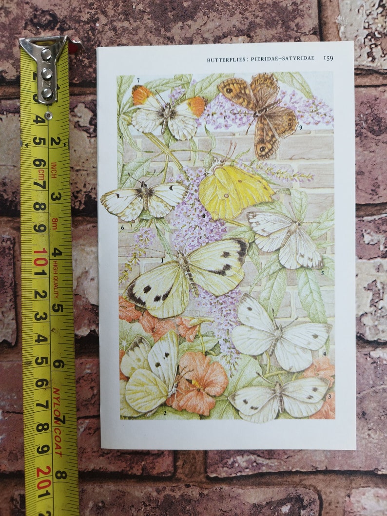 Vintage 1960s Butterfly Book Print Illustration Picture , British White ...