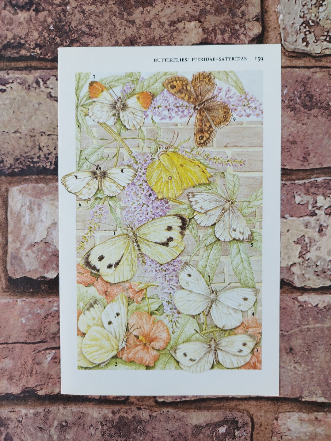 This item is unavailable - Etsy