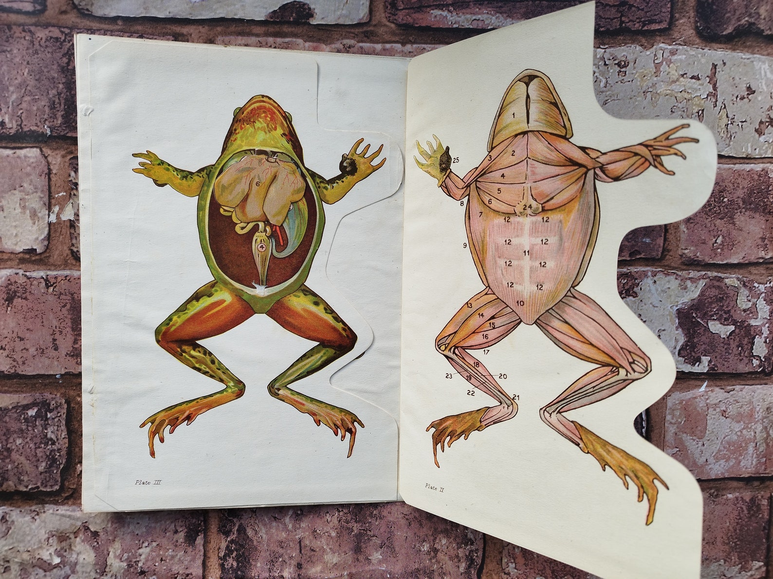 Genuine Vintage 1930s Old School Frog Dissection Sections Bookplate ...