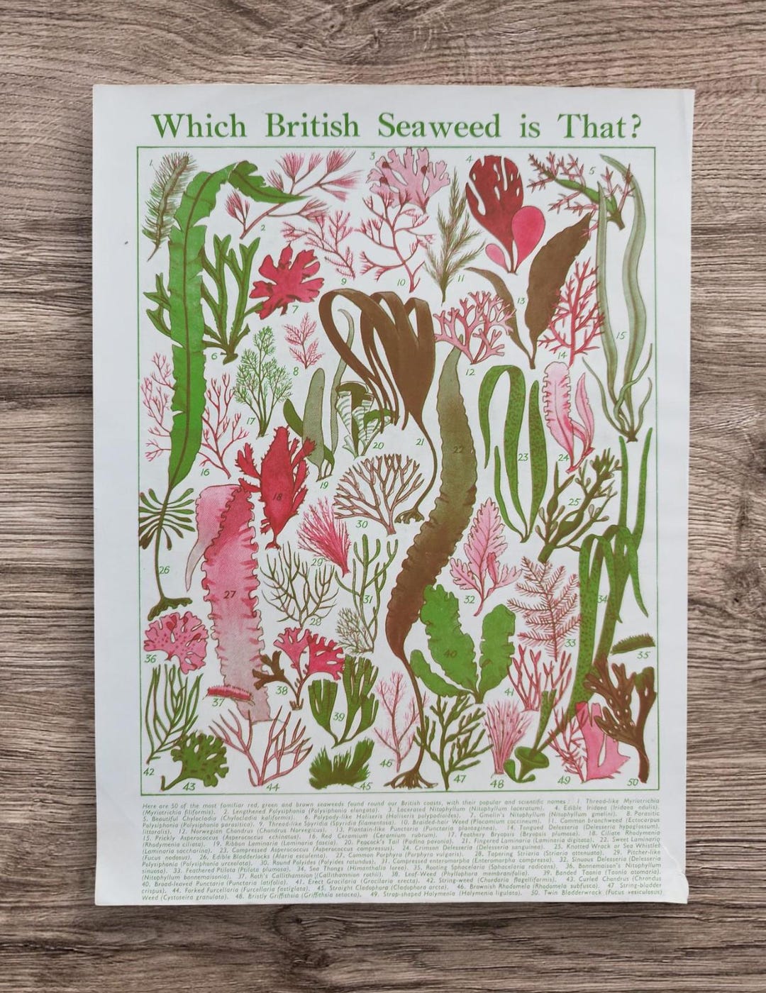 Original Vintage 1930s Types of British Seaweed Identification Diagram ...