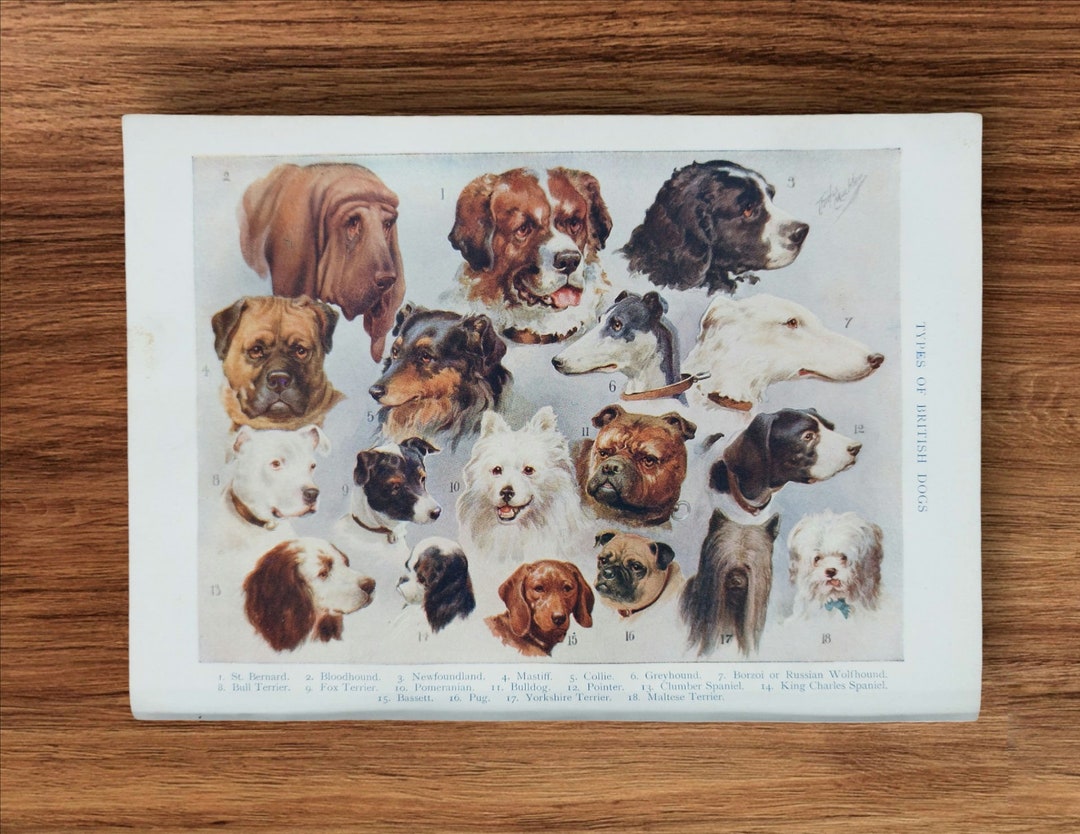 Original Antique 1912 Types of British Dogs Pedigree Breeds Book Print ...