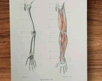 Genuine Antique 1899 Human Skeleton Anatomy Male Trunk Book Print ...