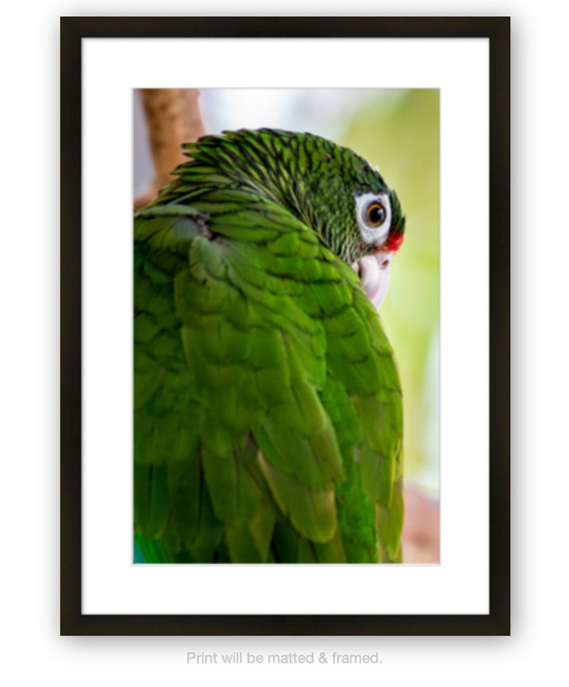 Puerto Rican Parrot Portrait Photo Print - Etsy Canada