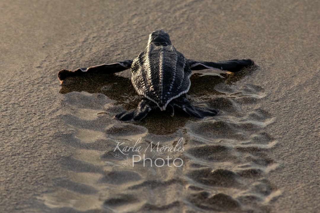 Baby Leatherback Sea Turtle and Track Downloadable Photo - Etsy