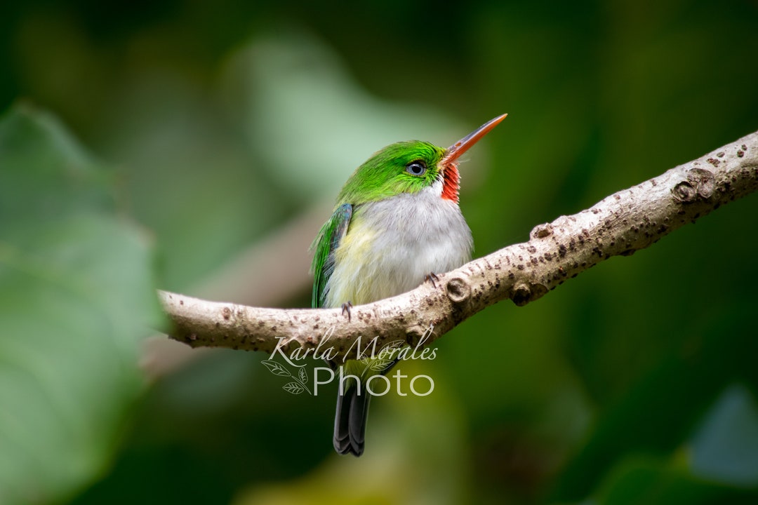San Pedrito Bird Photo Print - Etsy