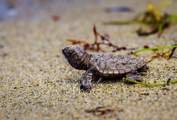 Baby Hawksbill Sea Turtle