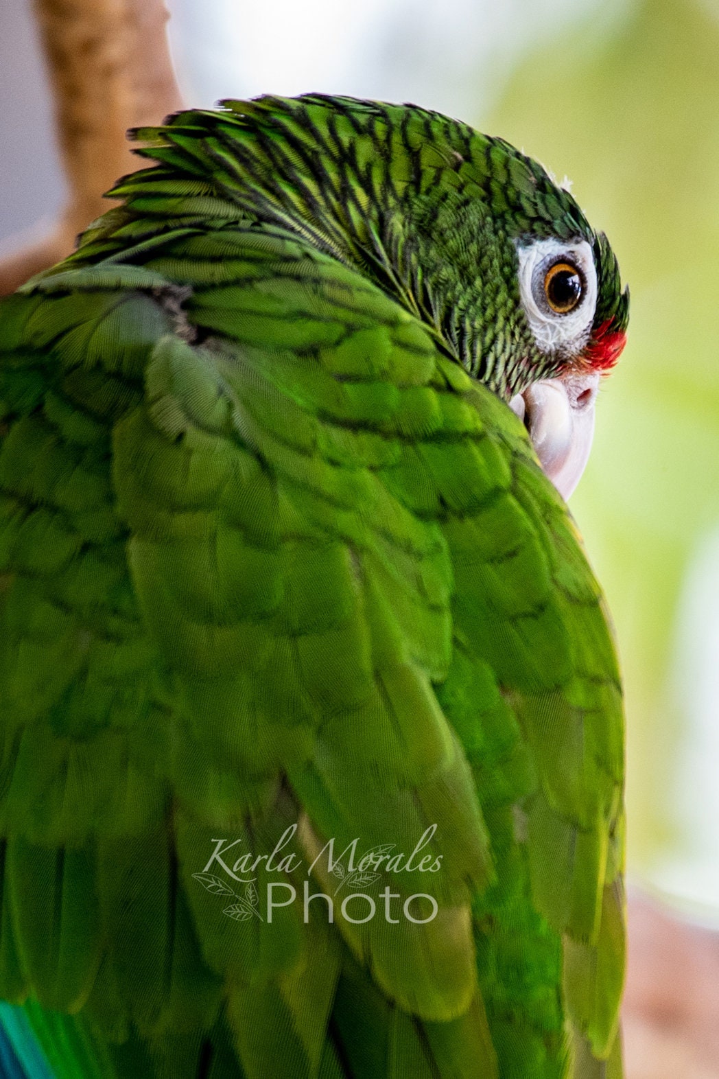 Puerto Rican Parrot Portrait Photo Print - Etsy Canada