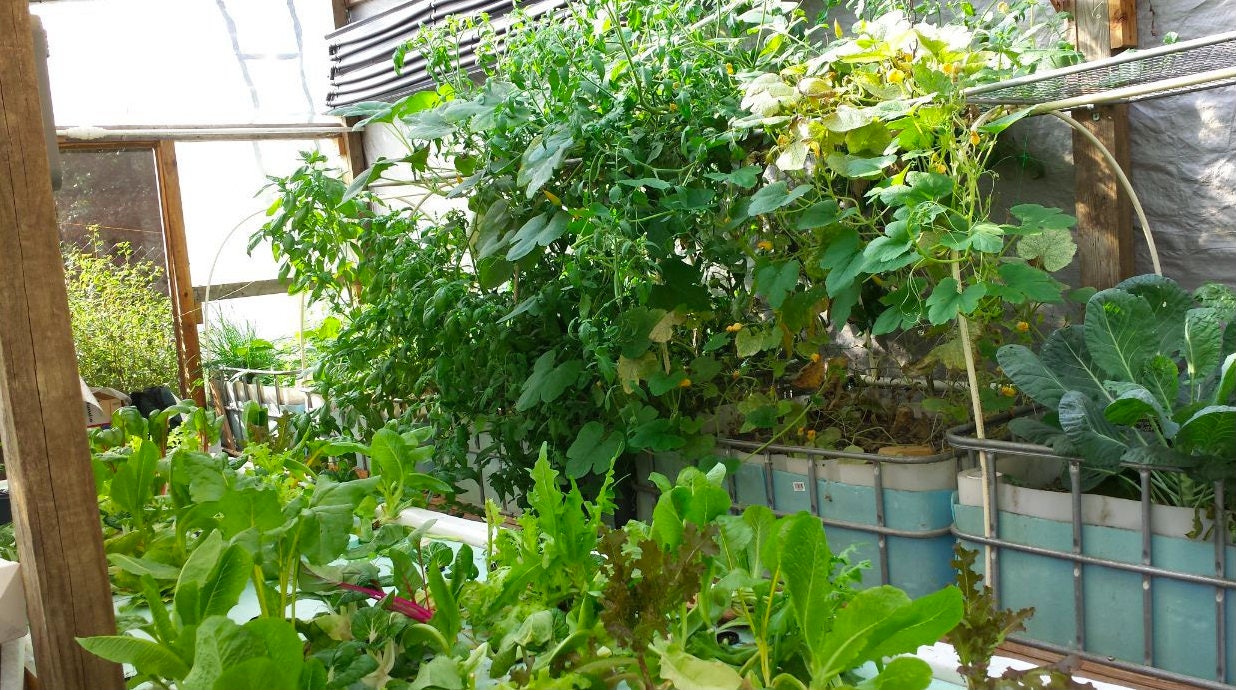 Aquaponics Bell Siphon Kit 6" MEDIA Mini Garden Dutch Bucket 20,000 ...