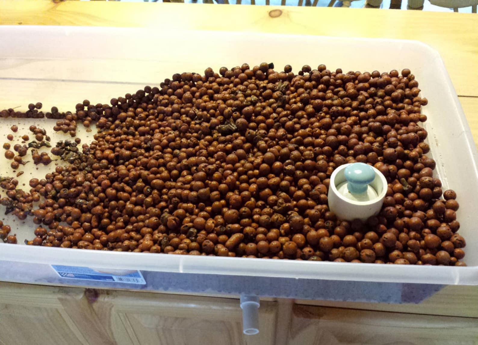 Aquaponics Bell Siphon Kit 6" MEDIA Mini Garden Dutch Bucket 20,000 ...