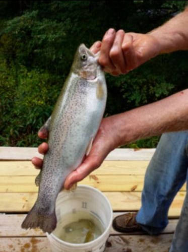 Aquaponics Bell Siphon Kit 6" MEDIA Mini Garden Dutch Bucket 20,000 ...