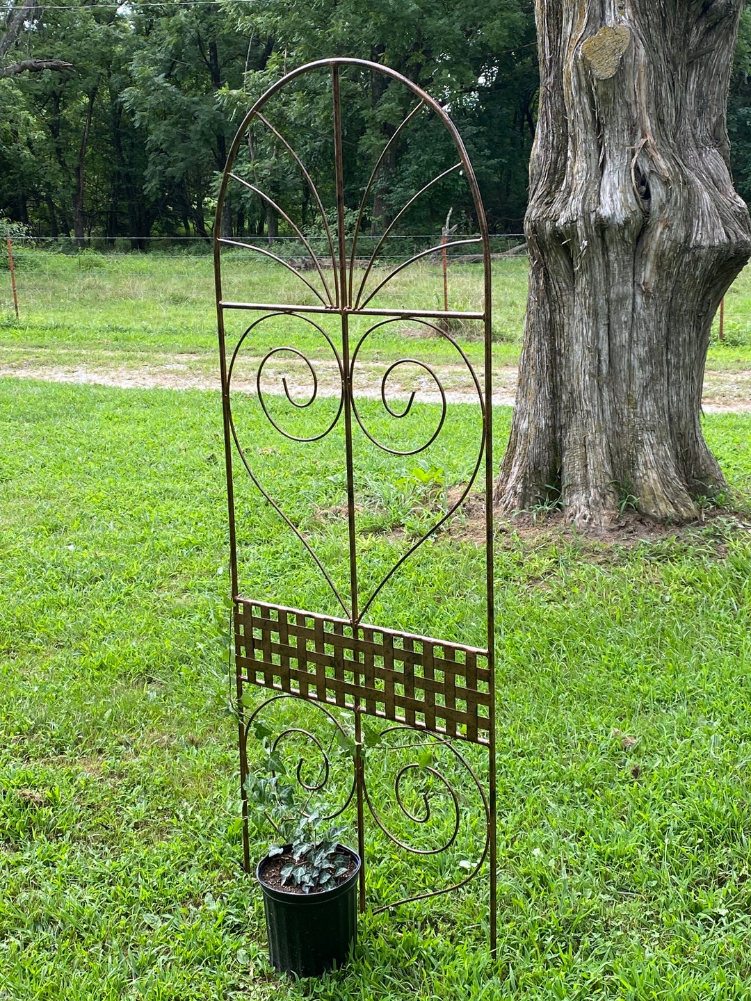 Trellis, Garden Trellis, Metal Trellis, Plant Trellis, Ivy Trellis ...