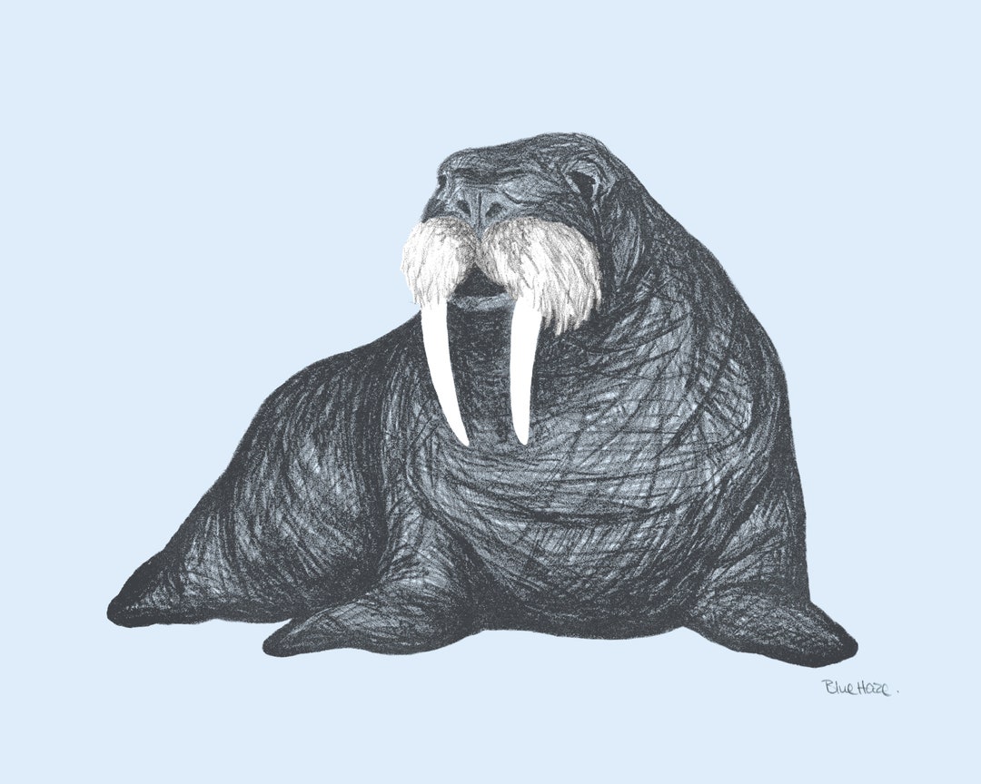 Printable Art Walrus Drawing in Blue | 8x10, 11x14 Digital Download ...