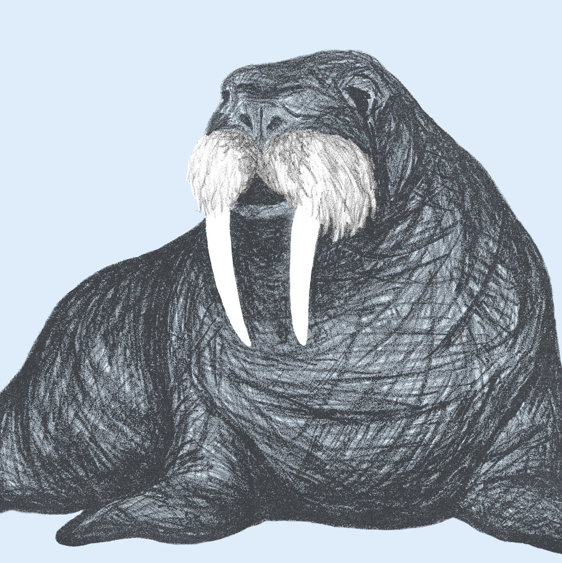Printable Art Walrus Drawing in Blue | 8x10, 11x14 Digital Download ...