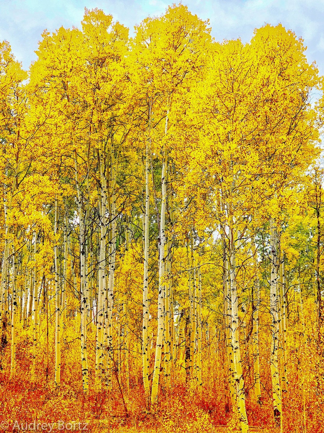 Golden Aspen Trees in Colorado Forest Wall Art, Nature Photography - Etsy