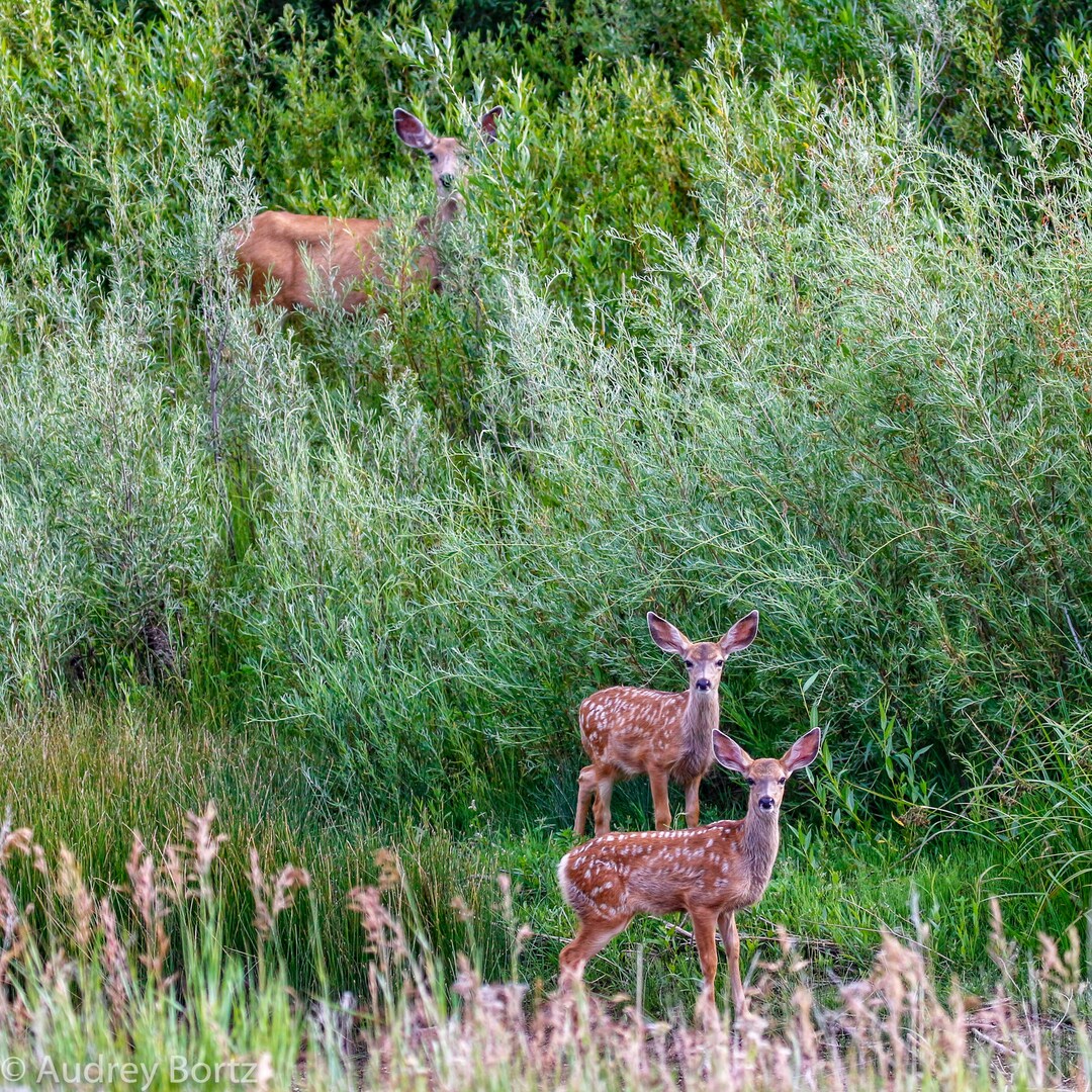 Spotted Mule Deer Fawns and Doe Photograph, Wildlife Photography - Etsy