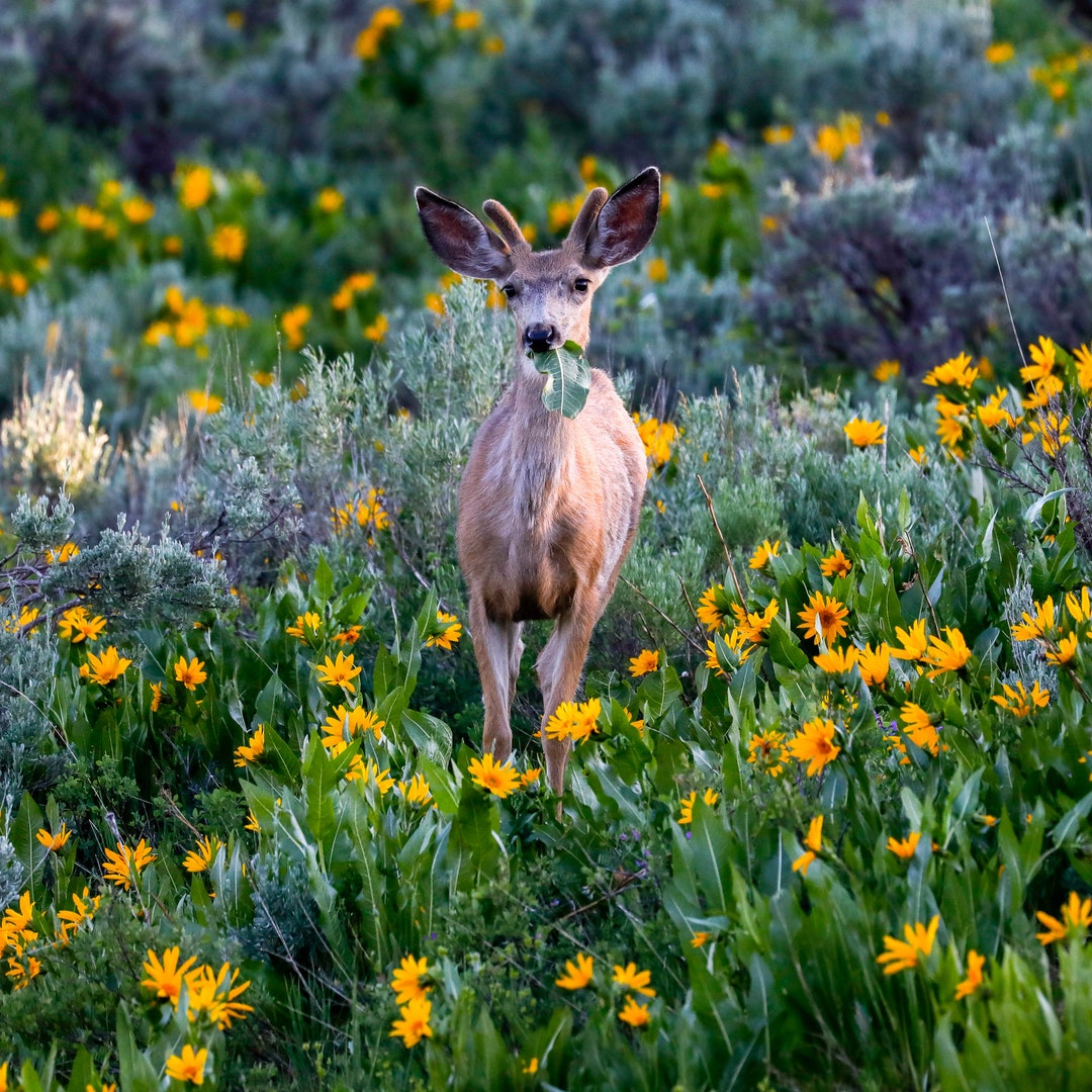 Mule Deer Eating Mulesear Leaf in a Mulesear Meadow, Wildlife ...