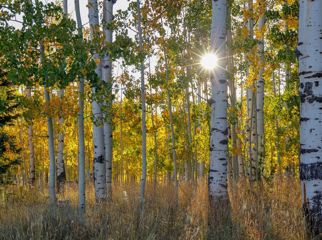 Landscape Photograph of a Fall Aspen Grove With a Sunburst in Colorado ...