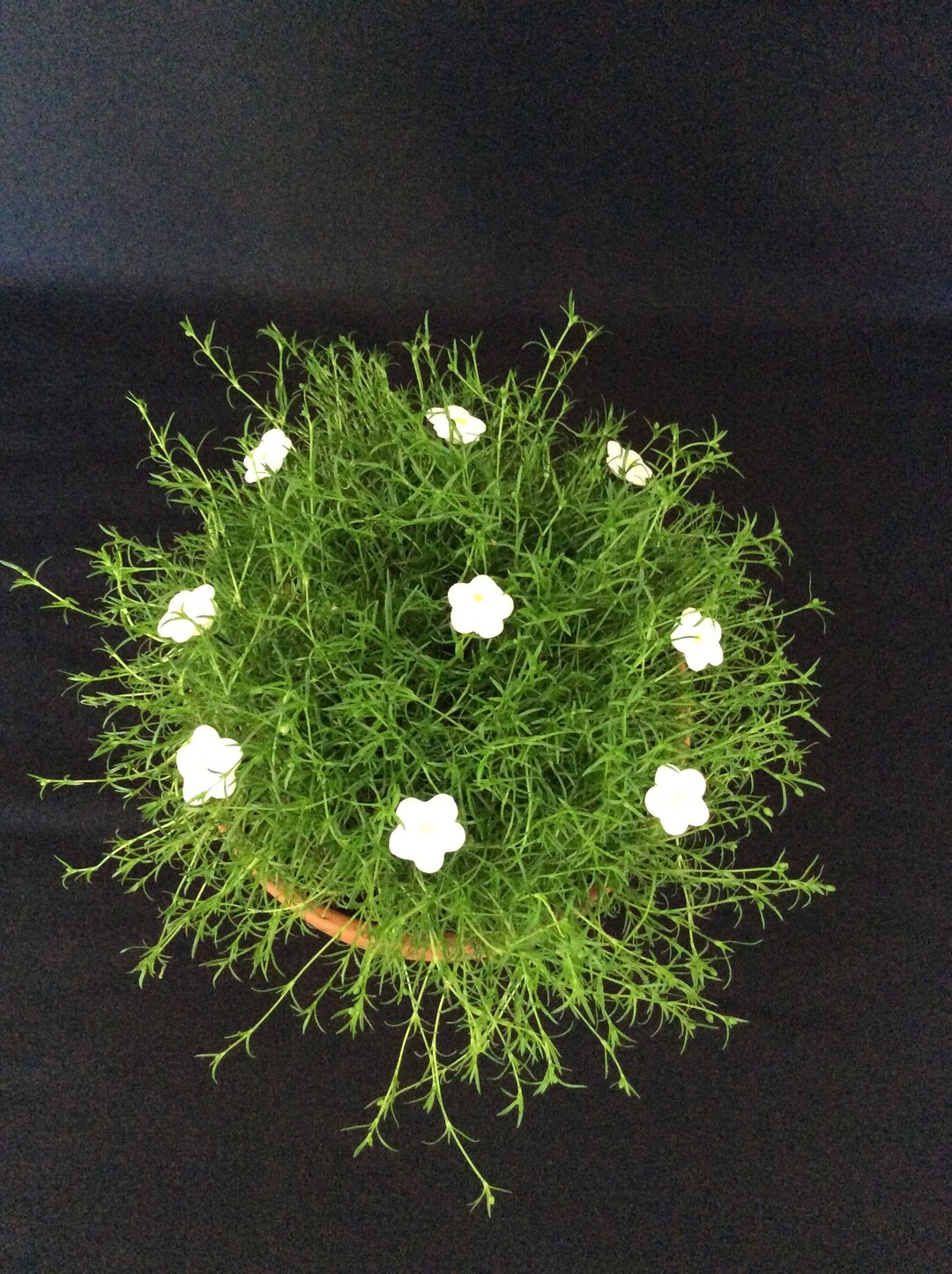 10 Small Ceramic Flowers - Etsy