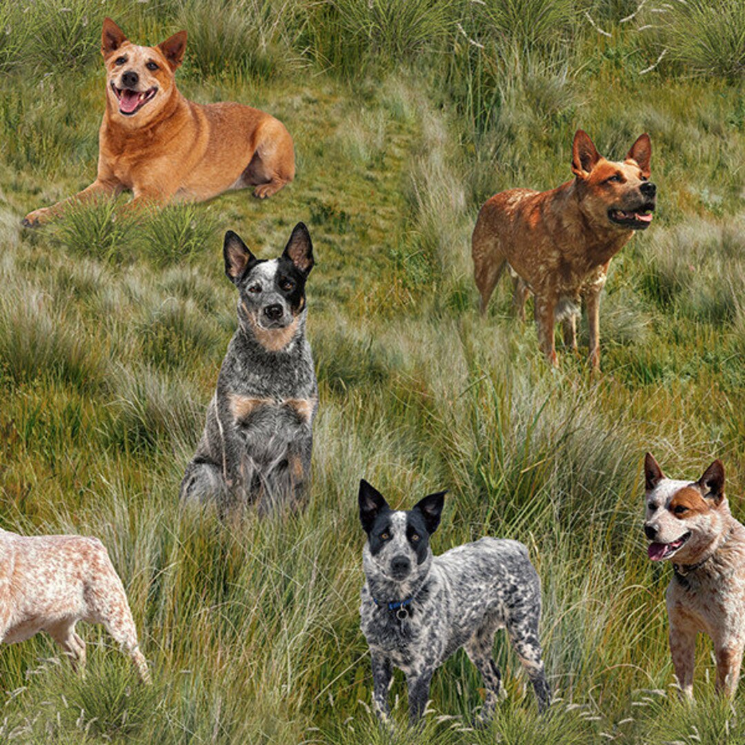 Merino Muster II Dogs Heelers Grass Background 3094M Cotton Quilting ...