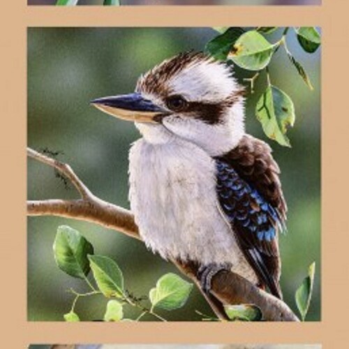 Australian Wildlife Art Kookaburras Koalas Possums DV3175 - Etsy